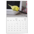Parakeet calendar | Zazzle