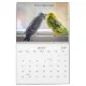 Parakeet calendar | Zazzle