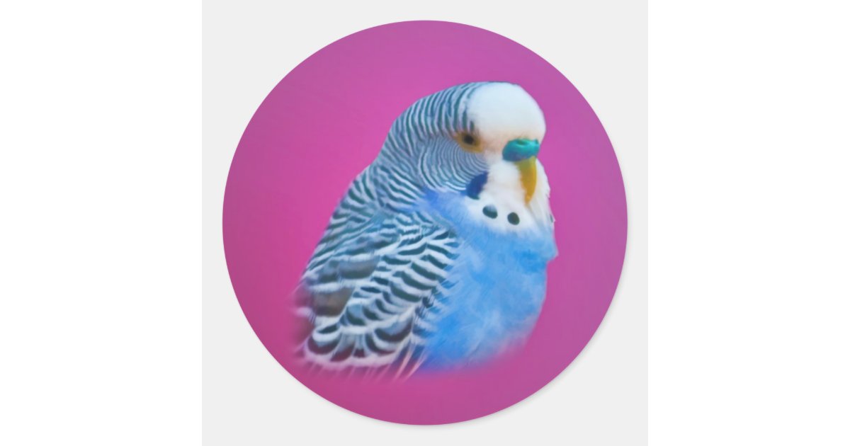 Parakeet Sticker | Zazzle