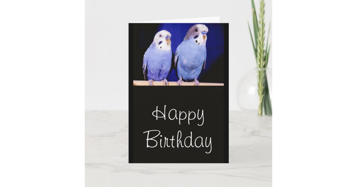 Parakeets (Budgies) Happy Birthday Greeting Card | Zazzle.com