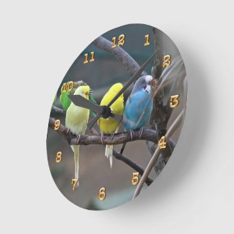Parakeets Budgies Parrots | Birds Photo Nature Round Clock | Zazzle