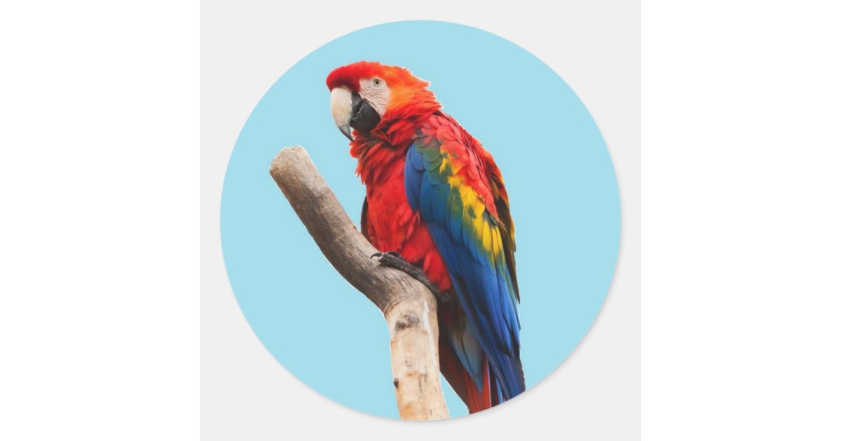 Parrot Classic Round Sticker | Zazzle