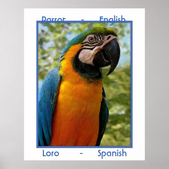 Parrot English, Loro Spanish Poster | Zazzle.com