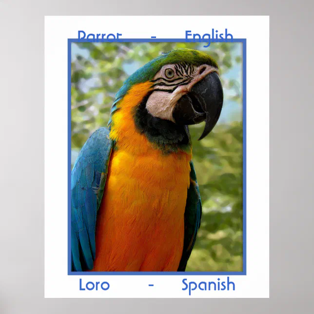 Parrot English, Loro Spanish Poster | Zazzle
