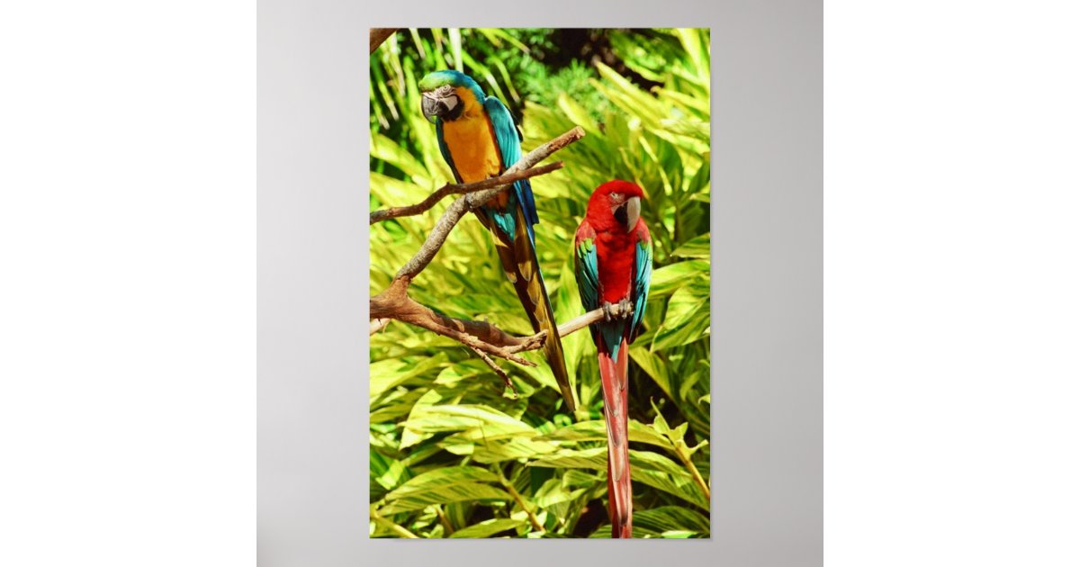 Parrot Friends Poster | Zazzle