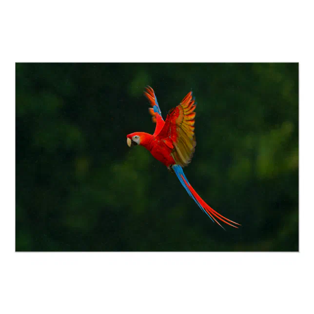 Parrot in Flight Poster | Zazzle