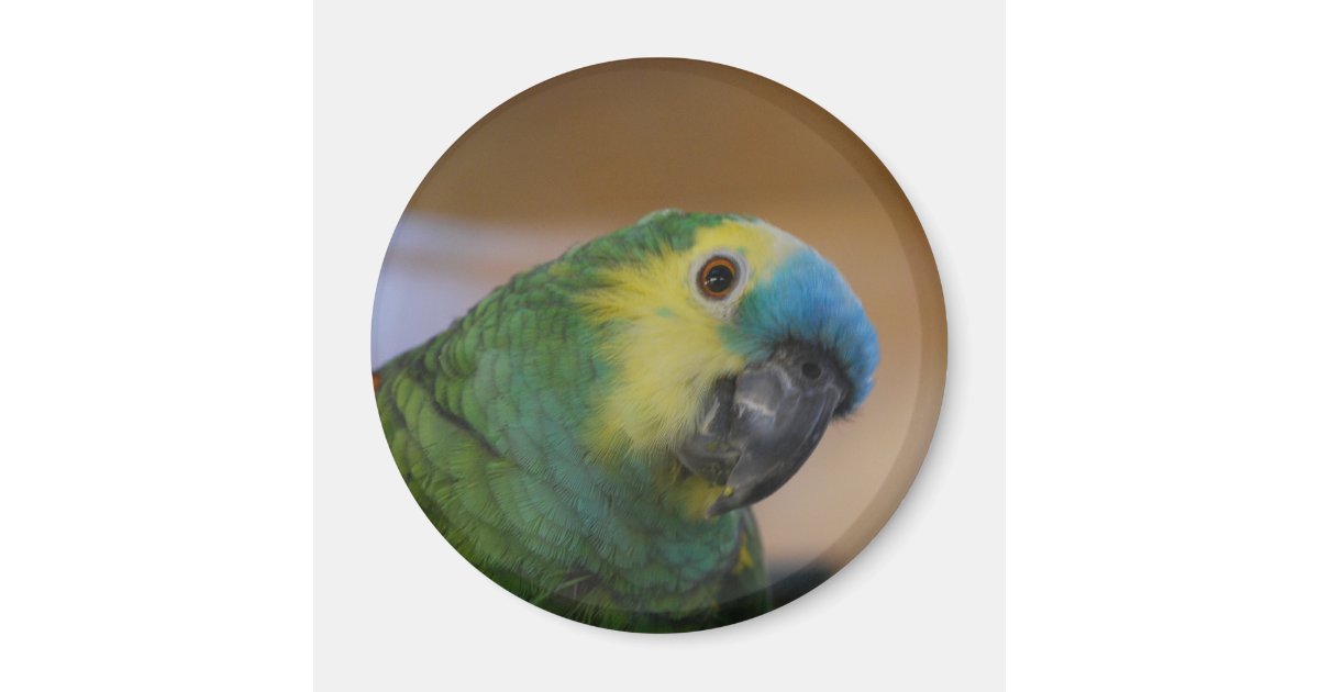Parrot Magnet | Zazzle