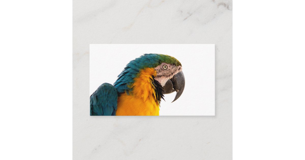 Parrot Notes Business Card | Zazzle
