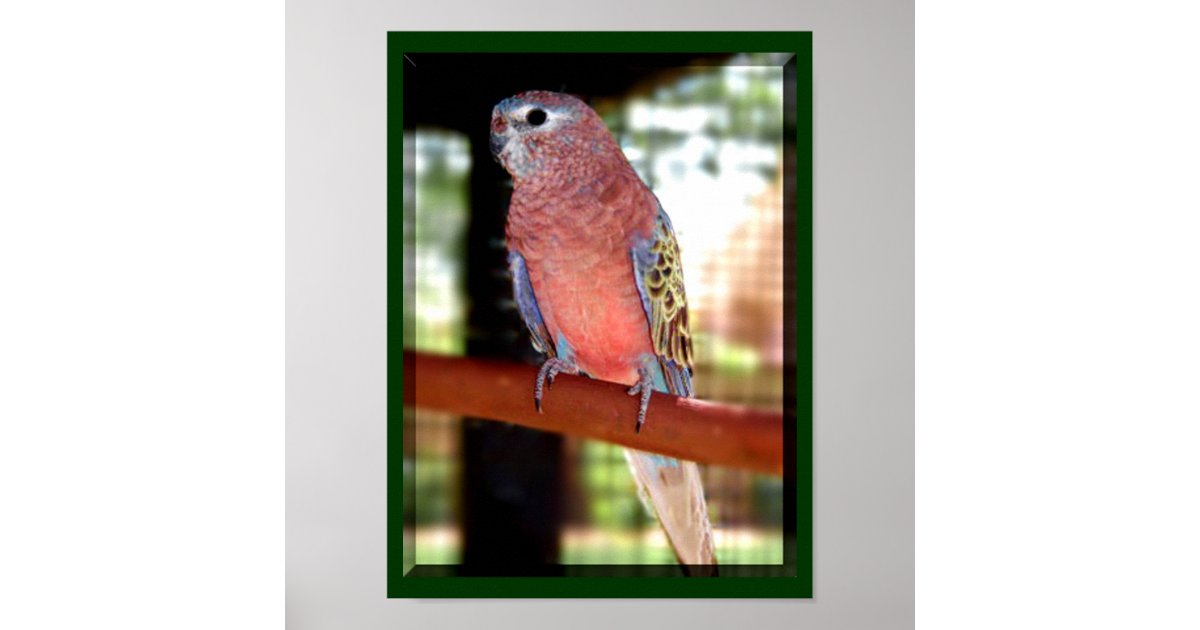 Parrot Poster | Zazzle