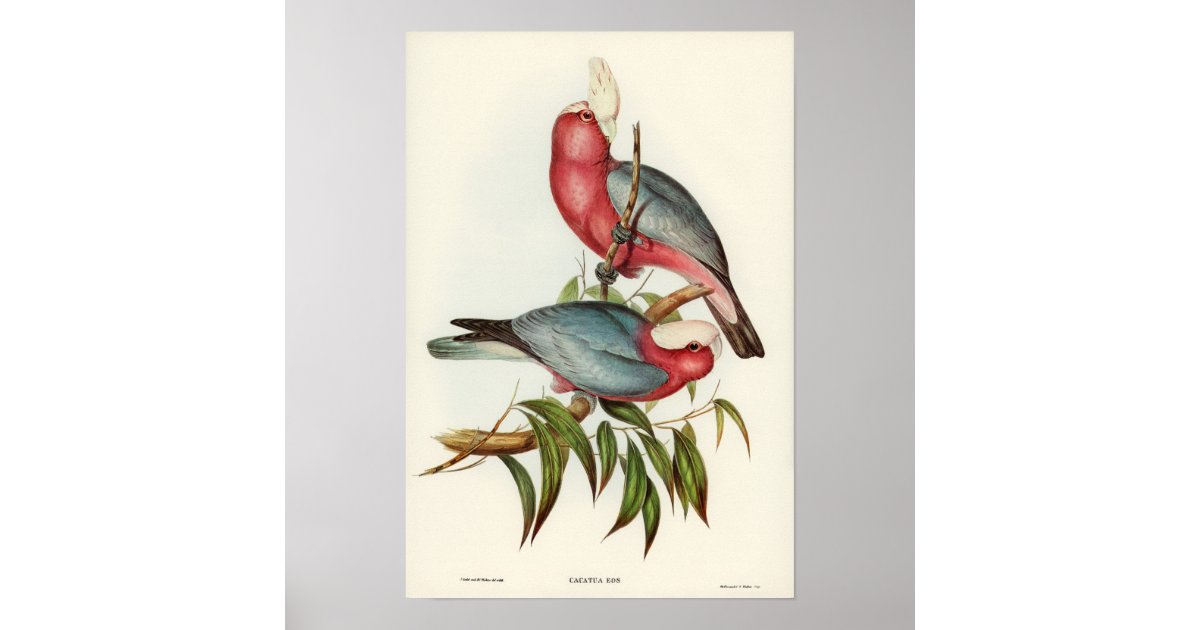 Parrot Poster | Zazzle