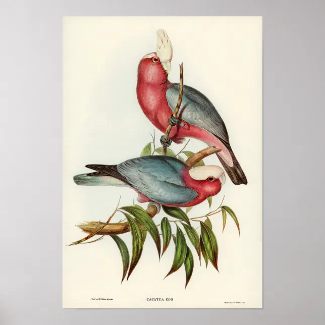 Parrot Poster | Zazzle