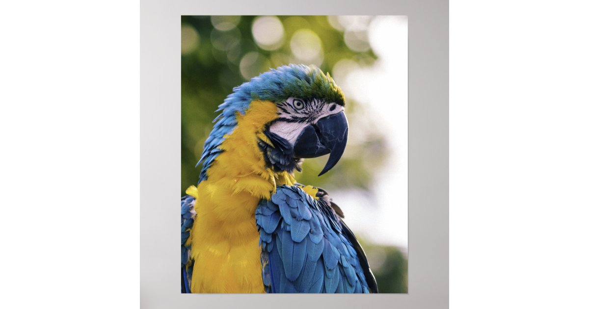 Parrot Profile Portrait Photograph Poster | Zazzle