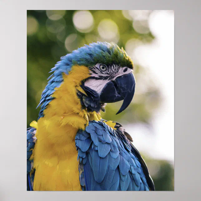 Parrot Profile Portrait Photograph Poster | Zazzle