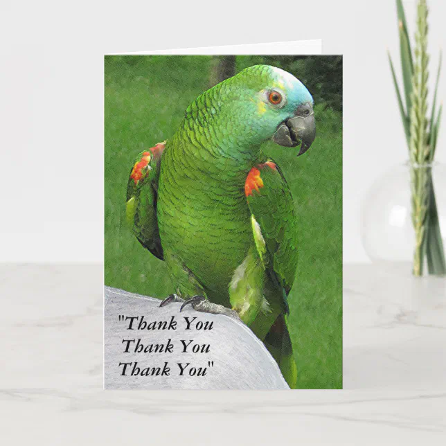 Parrot Thank You | Zazzle
