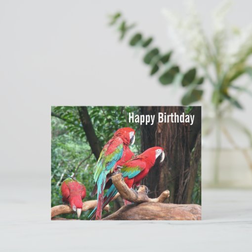 Parrots Happy Birthday card | Zazzle