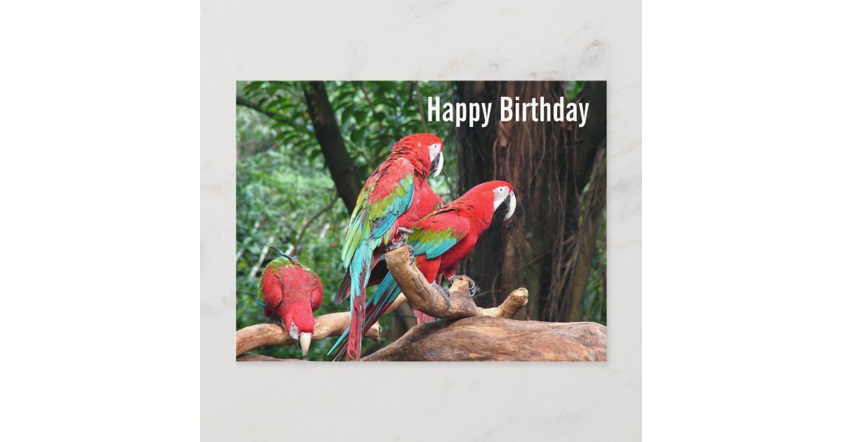 Parrots Happy Birthday card | Zazzle