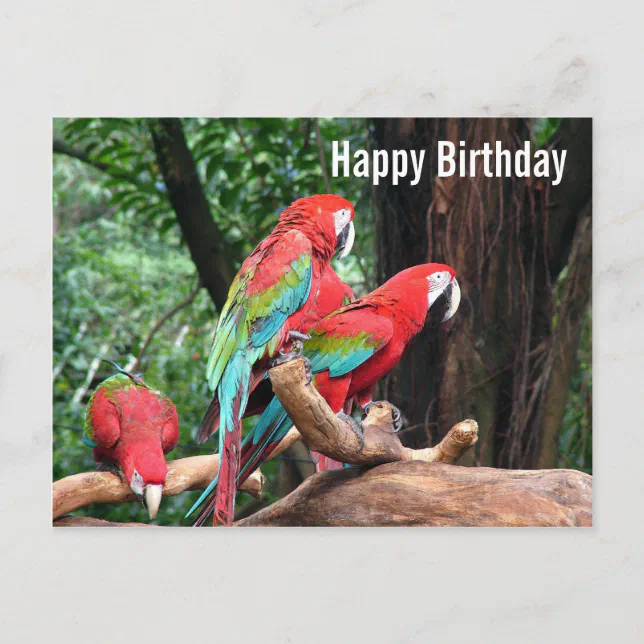 Parrots Happy Birthday card | Zazzle