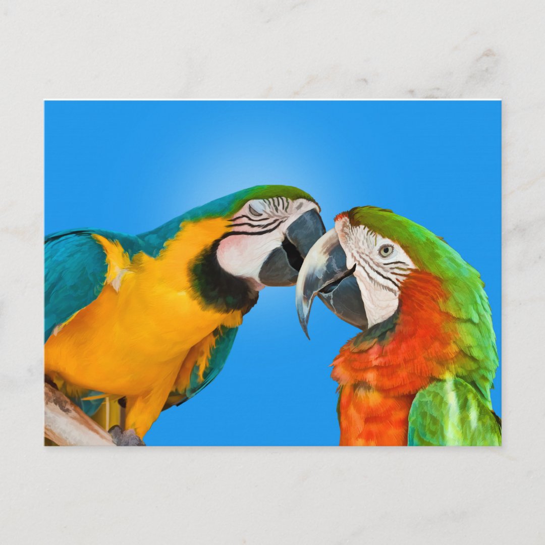 Parrots in Love Postcard | Zazzle