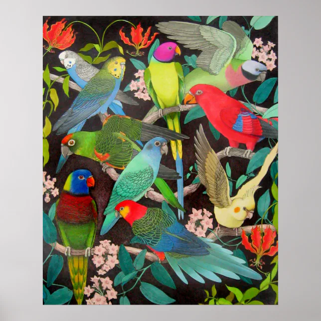 Parrots of the World II Poster | Zazzle