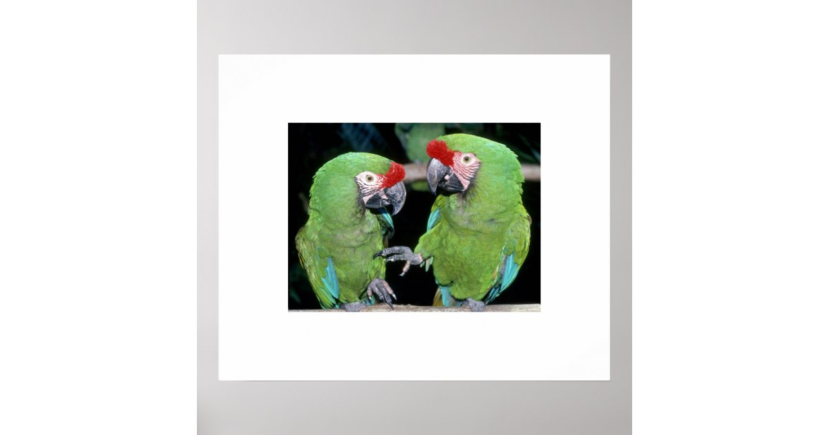Parrots Poster | Zazzle