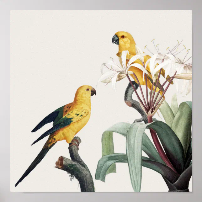 Parrots Poster | Zazzle