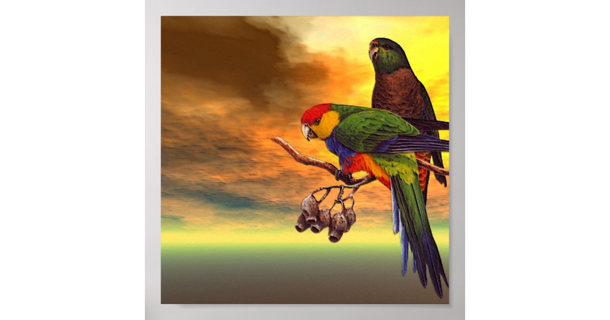 Parrots Poster | Zazzle