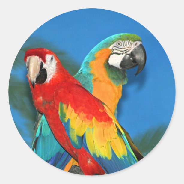 Parrot Stickers - 100% Satisfaction Guaranteed | Zazzle