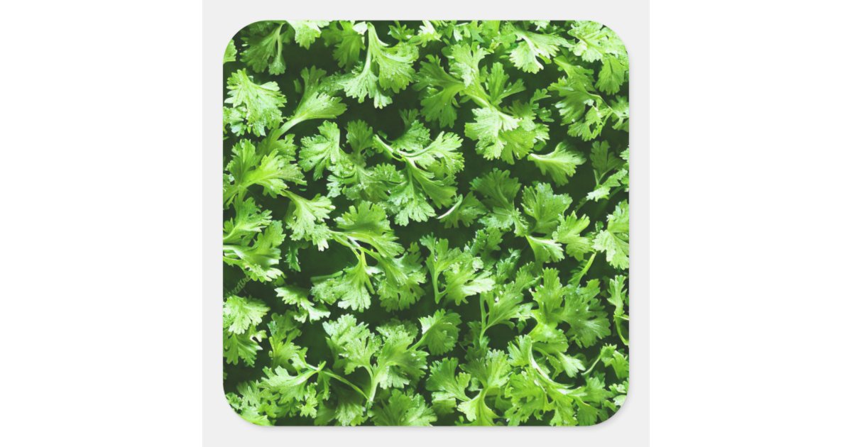 Parsley Square Sticker | Zazzle