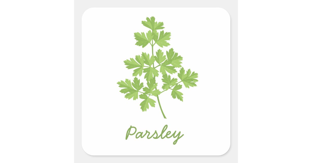 Parsley Square Sticker | Zazzle