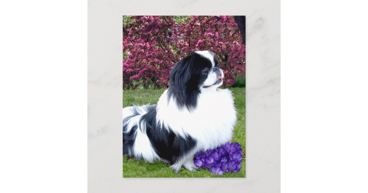 Parti-Color Pekingese Dogs Postcard | Zazzle
