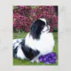 Parti-Color Pekingese Dogs Postcard | Zazzle