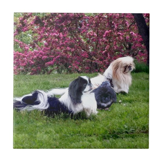 Parti-Color Pekingese Dogs Tile | Zazzle.com