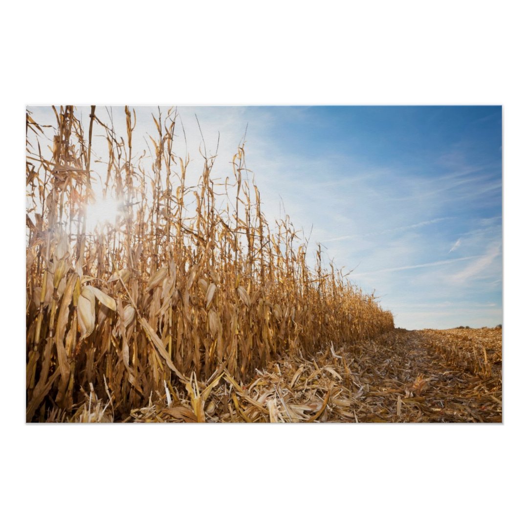 Partly Harvested Corn Field Poster | Zazzle