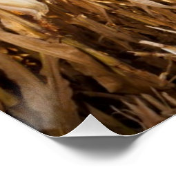 Partly Harvested Corn Field Poster | Zazzle