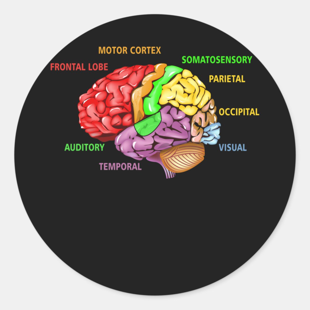 Parts The Brain Anatomy Colorful Diagram Learning Classic Round Sticker ...