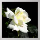 Pascali white hybrid tea rose poster | Zazzle