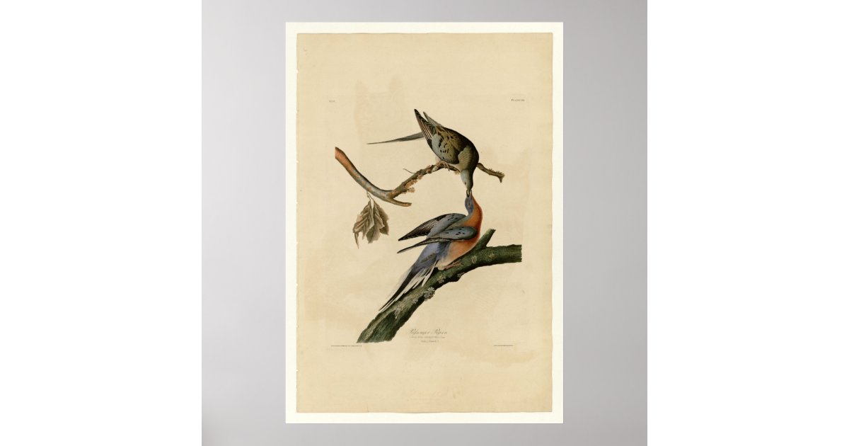 Passenger Pigeon Poster | Zazzle