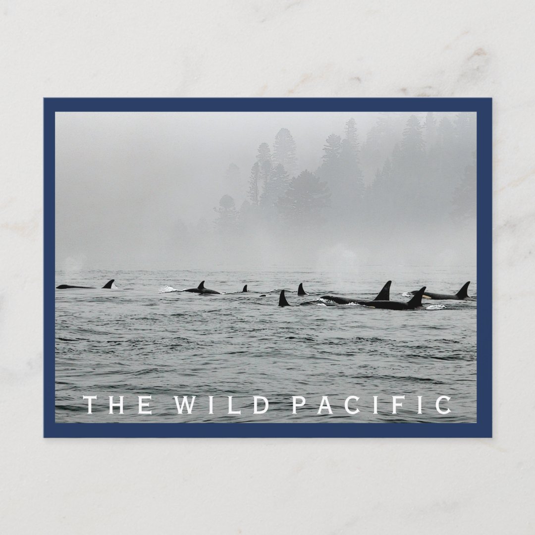 Passing Whales Postcard | Zazzle