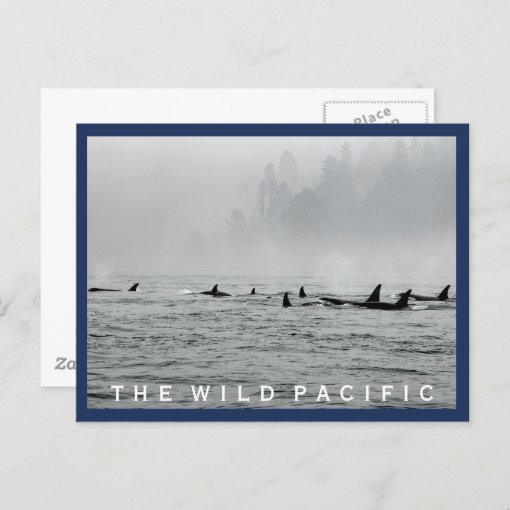Passing Whales Postcard | Zazzle