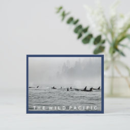 Passing Whales Postcard | Zazzle
