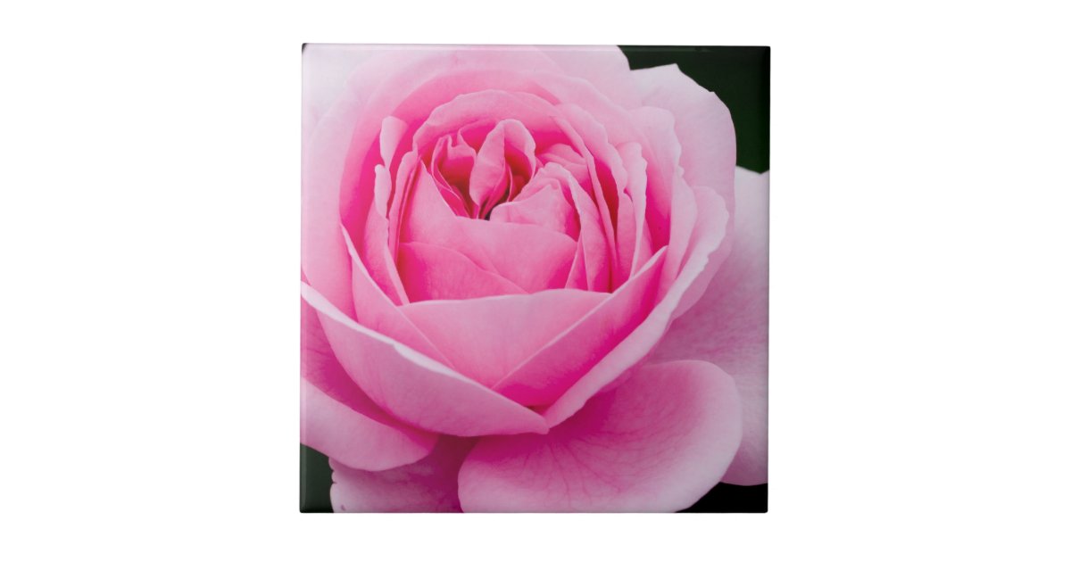 Pastel Pink Rose Tile | Zazzle