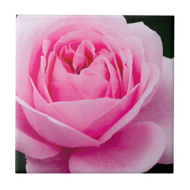 Pastel Pink Rose Tile | Zazzle