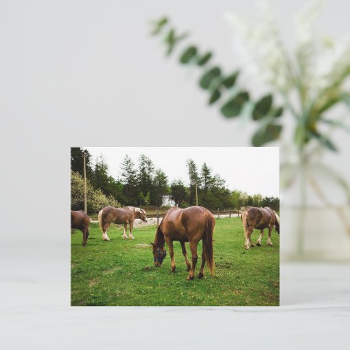 Pasture Scene Postcard | Zazzle