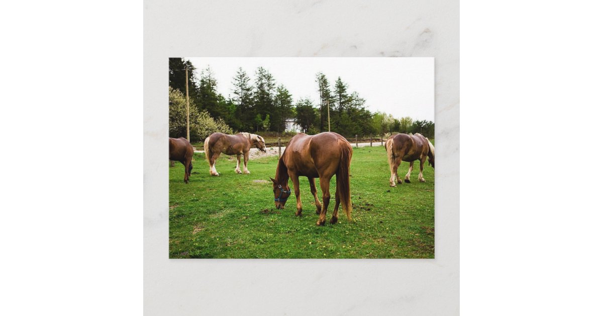 Pasture Scene Postcard | Zazzle