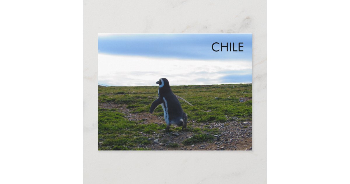 Patagonia Chile Penguin Postcard | Zazzle