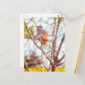 Patas is Up a Tree Postcard | Zazzle