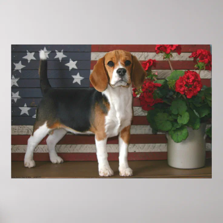 Patriotic Beagle Poster | Zazzle
