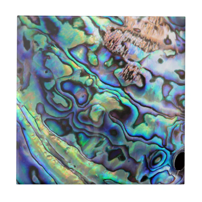 Paua abalone shell detail ceramic tile | Zazzle