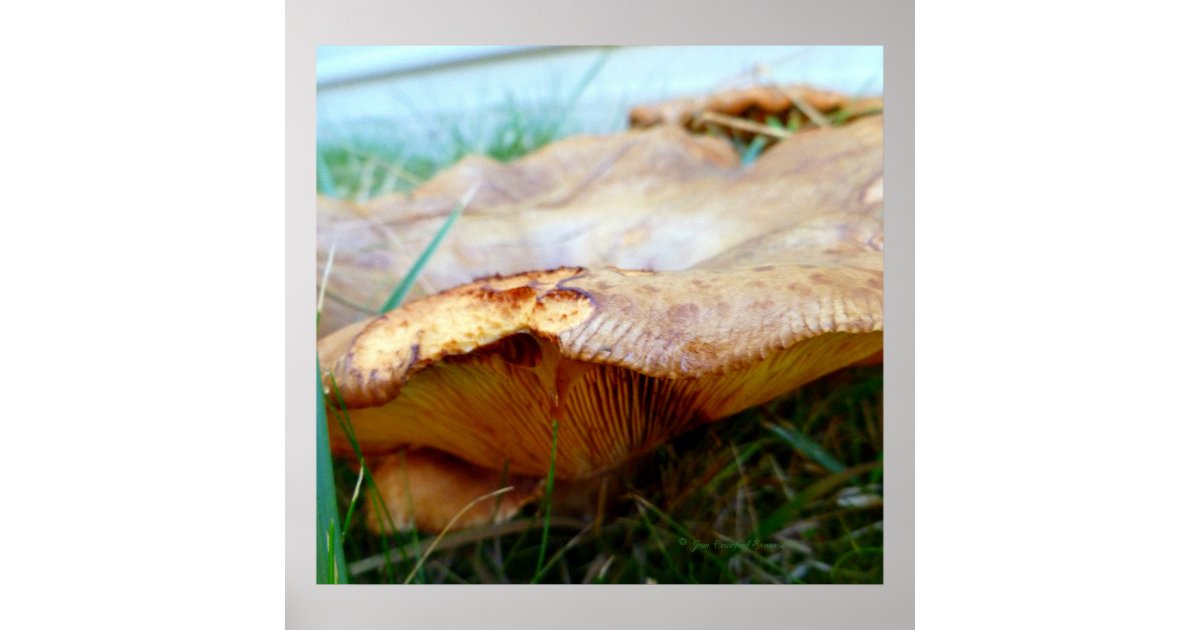 Paxillus involutus poster | Zazzle