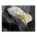Blue Rose selective color photo Poster | Zazzle